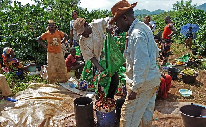 Coffret Cameroun - 3 cafés en grains x 250g - Cafés Lugat