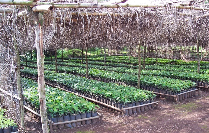 Coffret Cameroun - 3 cafés en grains x 250g - Cafés Lugat
